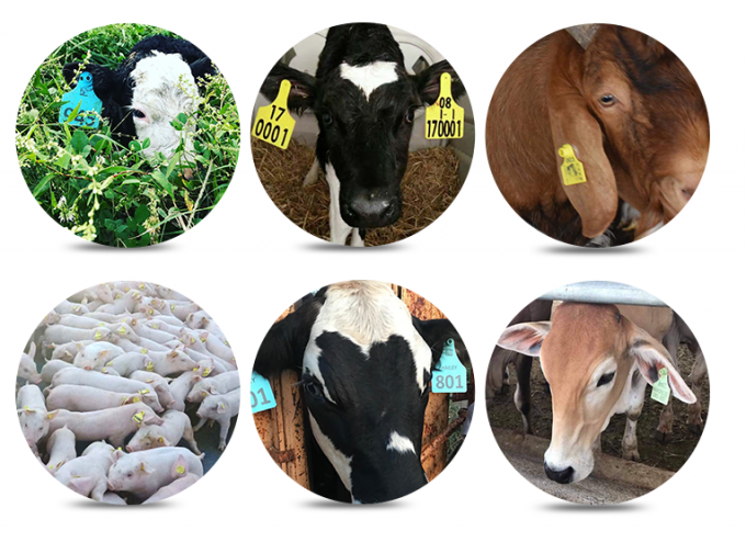 50*44mm Swine Pig Ear Tags RFID Animal Tracking Big Tag For Identify