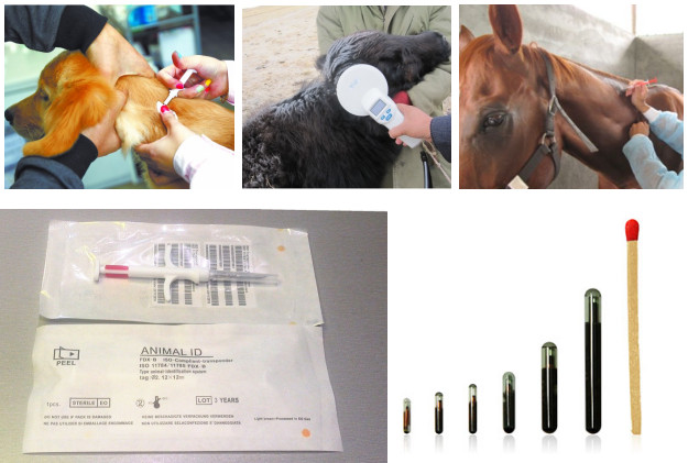 RFID Transponder Dog ID Chip Implant , Microchip Syringe RFID Injection ...
