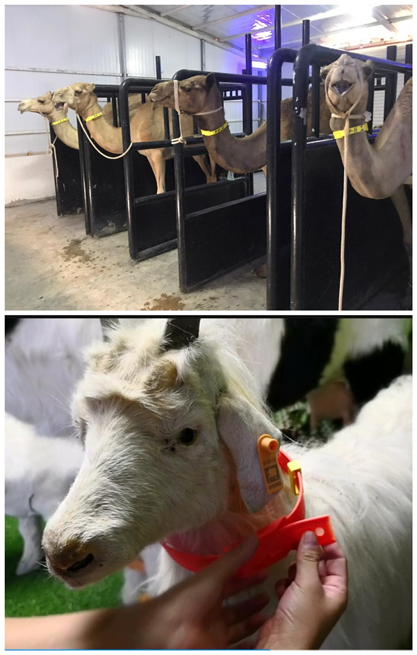 Yellow 134.2KHz RFID PLASTIC Cattle Leg Band Temperature Resistance FOR ...